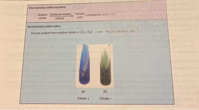 Solved Simmons Citrate 1. What is the overall chemical | Chegg.com