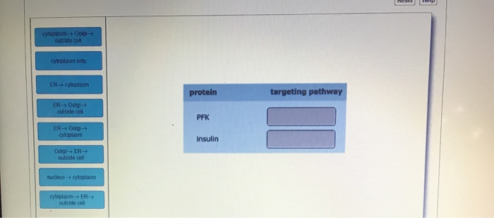 Solved The DNA in a cell's nudeus encodes proteins that are | Chegg.com