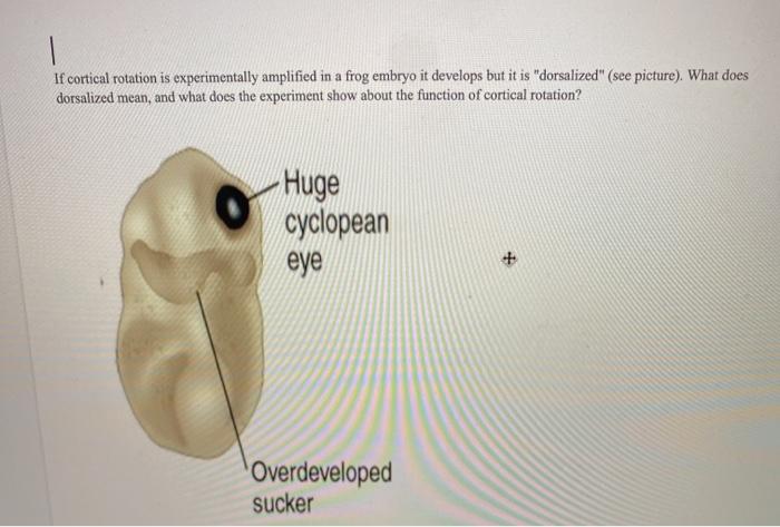 Solved If cortical rotation is experimentally amplified in a | Chegg.com