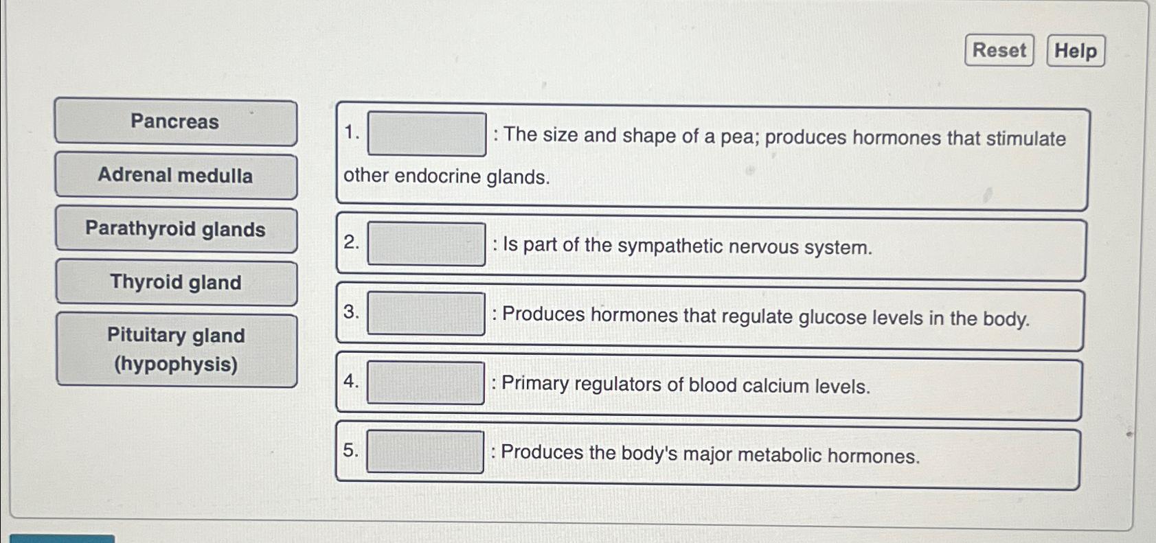 Solved : The size and shape of a pea; produces hormones that | Chegg.com