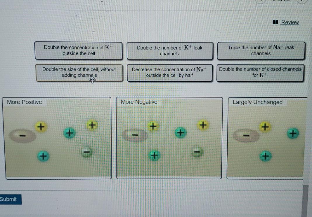 Solved Reset Double the number of K+ leak channels Double | Chegg.com