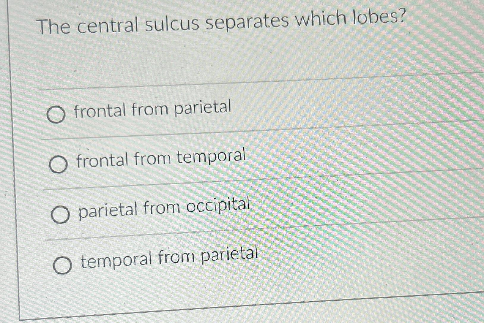 Solved The central sulcus separates which lobes?frontal from | Chegg.com Solved The central sulcus separates which lobes?frontal from | Chegg.com