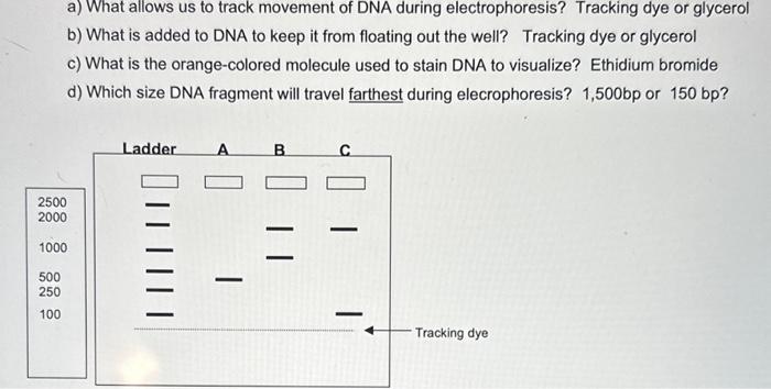 Solved a) What allows us to track movement of DNA during | Chegg.com