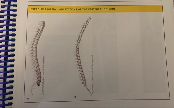 Solved: EXERCISE 2 BIPEDAL ADAPTATIONS OF THE VERTEBRAL CO... | Chegg.com Solved: EXERCISE 2 BIPEDAL ADAPTATIONS OF THE VERTEBRAL CO... | Chegg.com