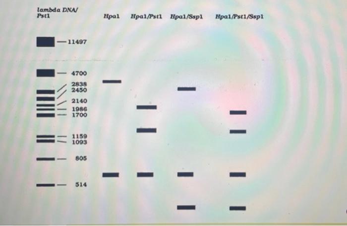 Solved Figure 1 shows lambda DNA digested with the | Chegg.com