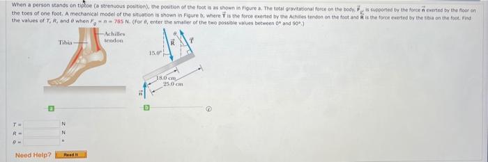 Solved When a person stands on tiptoe (a strenuous position, | Chegg.com