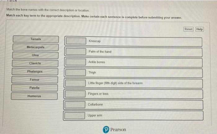 Solved EM Match the bone names with the correct description | Chegg.com