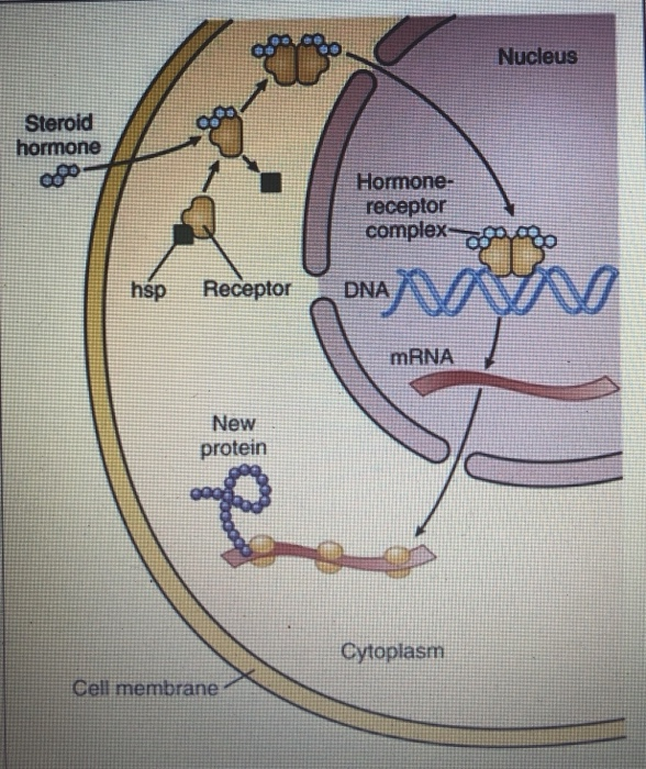 Solved Nucleus Steroid hormone Hormone receptor complex sp | Chegg.com