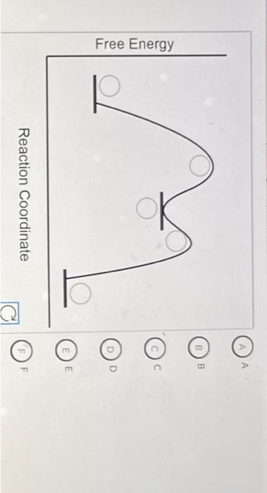 Solved Label the following free energy diagram with the | Chegg.com