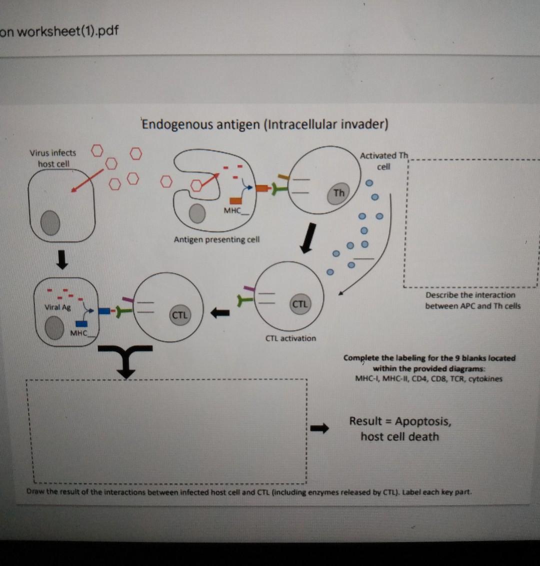 Solved on worksheet(1).pdf 'Endogenous antigen | Chegg.com