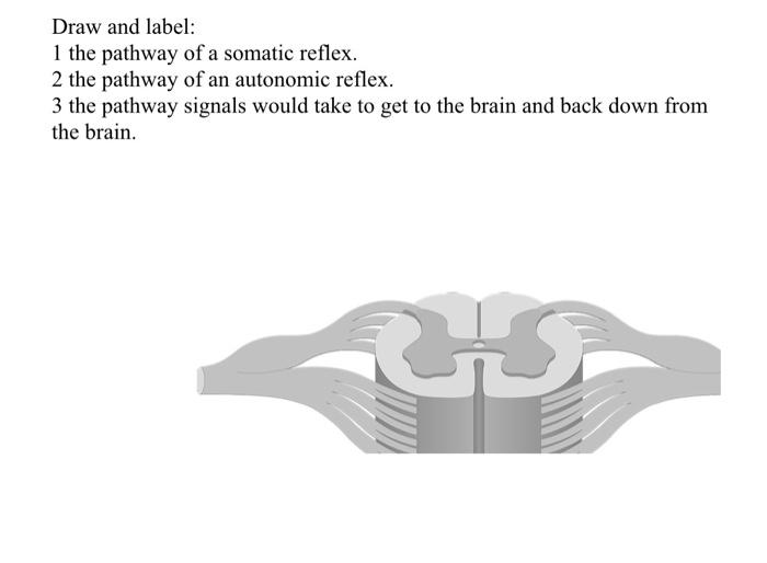Solved Draw and label: 1 the pathway of a somatic reflex. 2 | Chegg.com