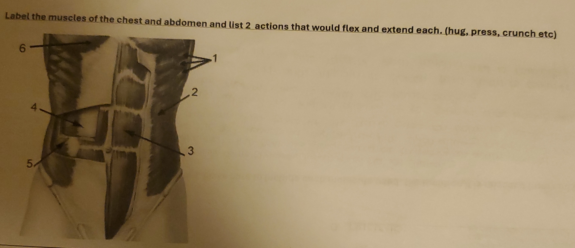 Solved Label the muscles of the chest and abdomen and list 2 | Chegg.com