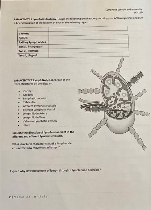 tymphatic System and Immunity BiC 169 LAB ACTIVITY 1 | Chegg.com