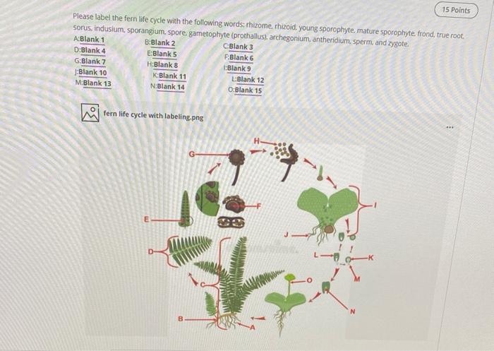 Fern Life Cycle Worksheets
