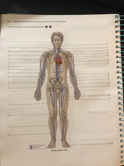 64 Chapter Twenty-Two The Cardiovascular System: | Chegg.com