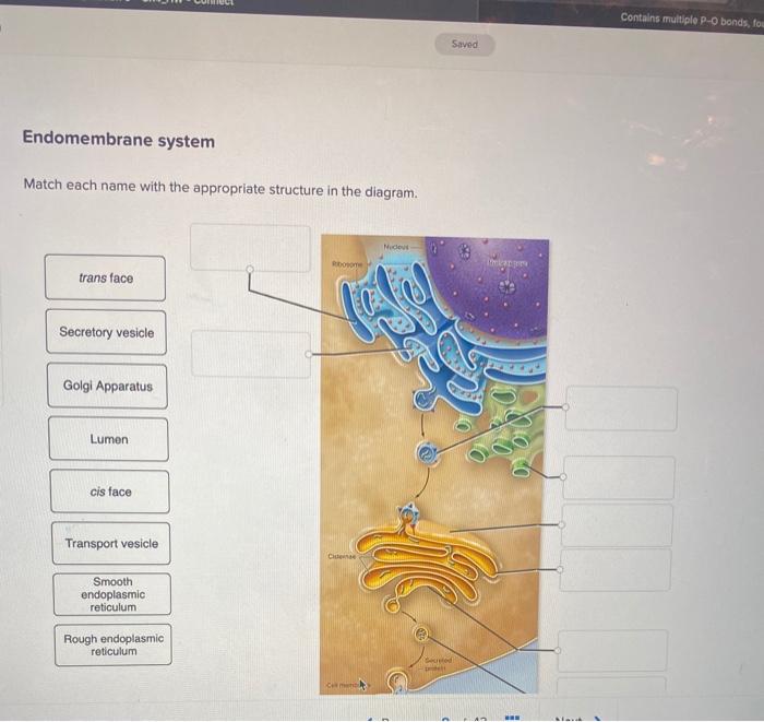 Solved Contains multiple P-bonds, fou Saved Endomembrane | Chegg.com