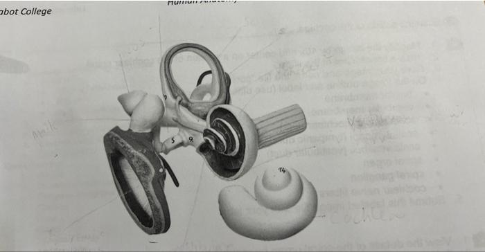 Solved Learning Objectives: 1. Identify macroscopic | Chegg.com