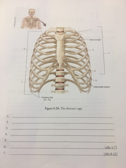 Solved Sternal angle- 2 3 5 L1 Intercostal space Veterebra | Chegg.com