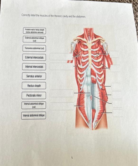Solved Correctly label the muscles of the thoracic cavity | Chegg.com