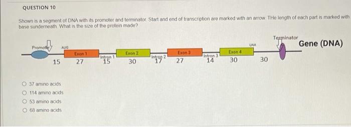 Solved QUESTION 10 Shown is a segment of DNA with its | Chegg.com