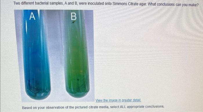 Solved Two different bacterial samples, A and B were | Chegg.com