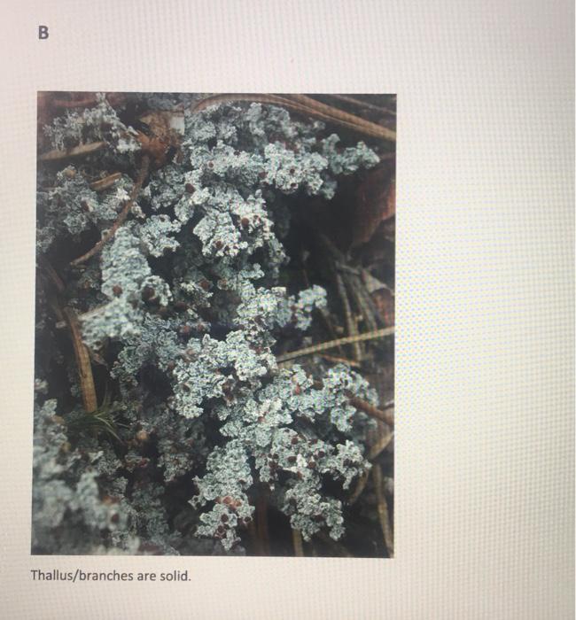 Solved Table 1 - Unknown Lichen identification using | Chegg.com