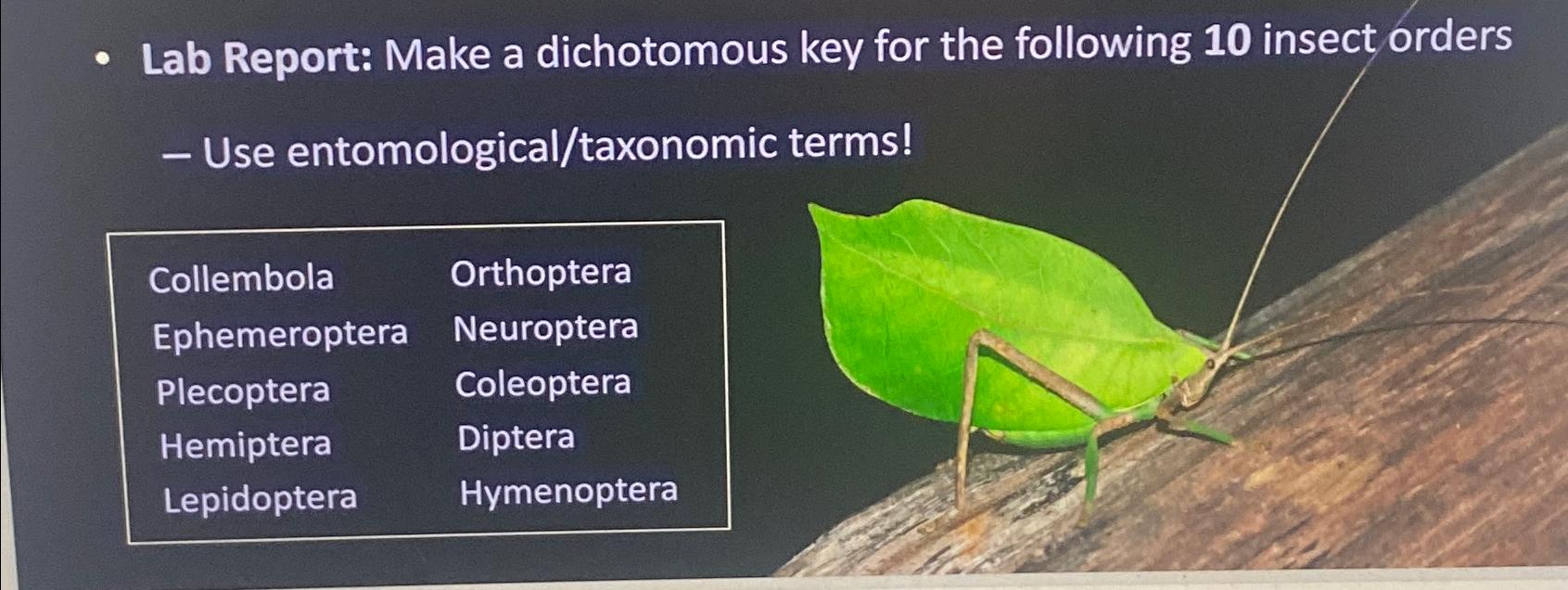 Solved Lab Report: Make a dichotomous key for the following | Chegg.com