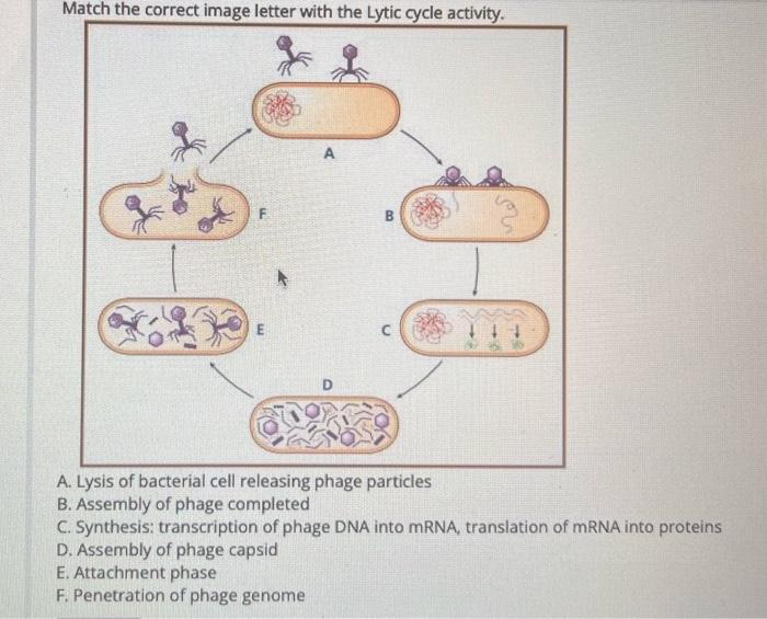 Solved Match the correct image letter with the Lytic cycle | Chegg.com