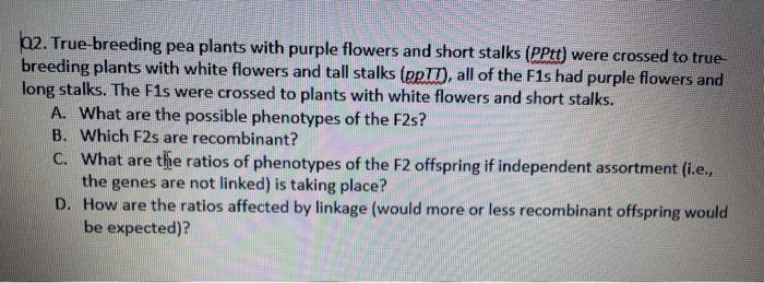 Solved 02. True-breeding pea plants with purple flowers and | Chegg.com