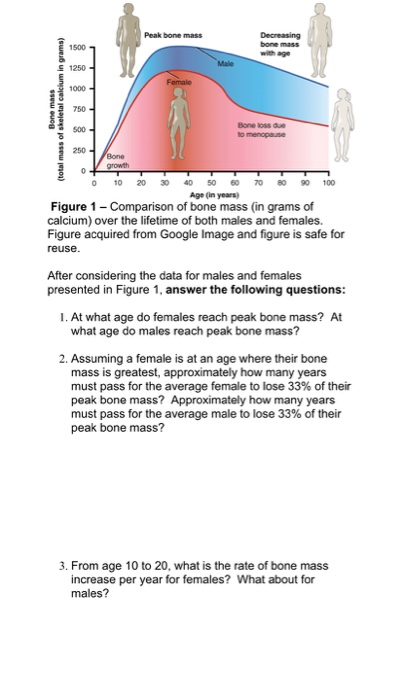 Solved Peakbone mass Decreasing bone mass 1500 S 1250 Female | Chegg.com Solved Peakbone mass Decreasing bone mass 1500 S 1250 Female | Chegg.com