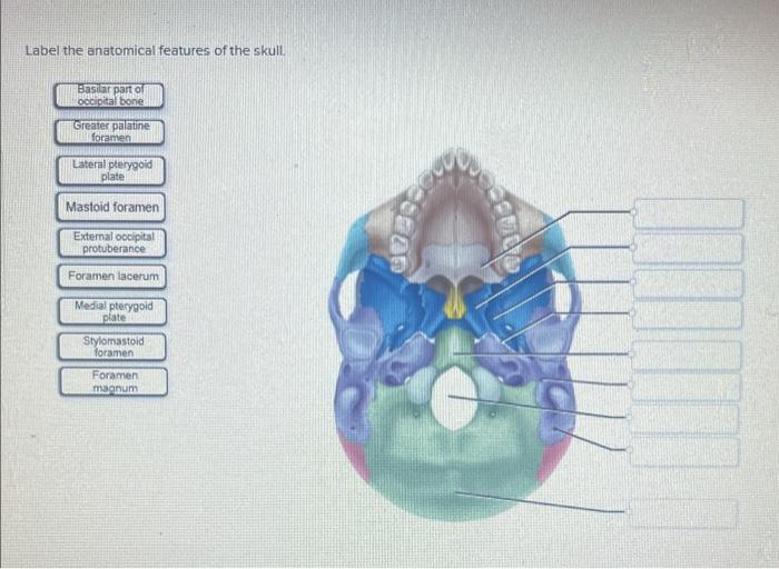 Solved Label the anatomical features of the skull, Basilar | Chegg.com