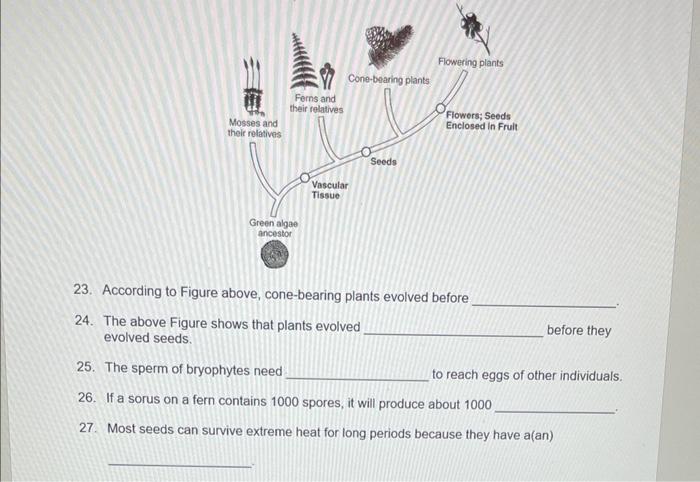 Solved 23. According to Figure above, cone-bearing plants | Chegg.com
