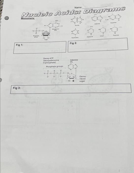 Deoxy-ATP (deoxyadenosine triphosphate) Phosphate | Chegg.com
