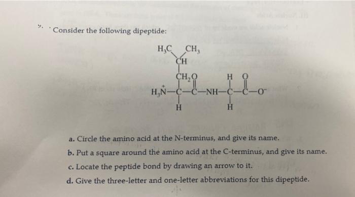 Solved Y. 'Consider the following dipeptide: a. Circle the | Chegg.com