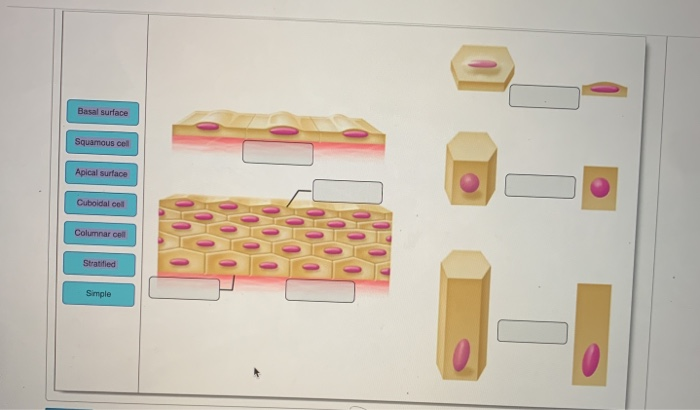 Solved Basal surface Squamous cel Apical surface Cuboidal | Chegg.com