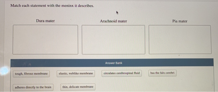 Solved Match each statement with the meninx it describes. | Chegg.com