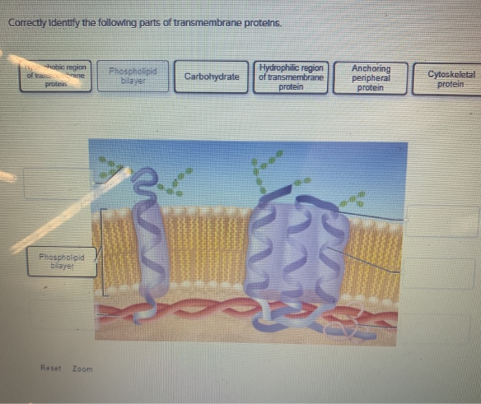 Solved Correctly identify the following parts of | Chegg.com