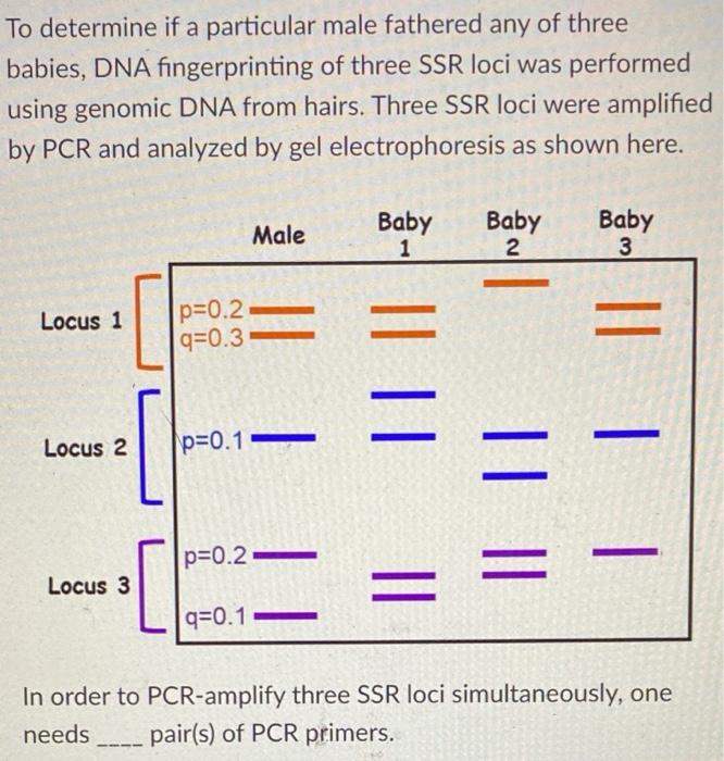 Solved To determine if a particular male fathered any of | Chegg.com
