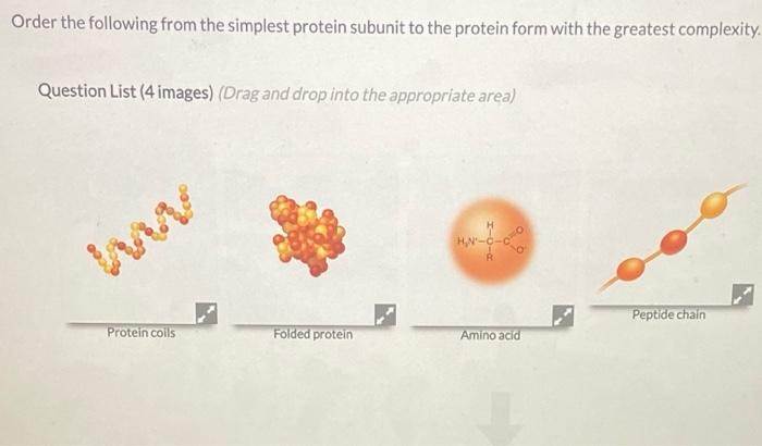 Solved Order the following from the simplest protein subunit | Chegg.com