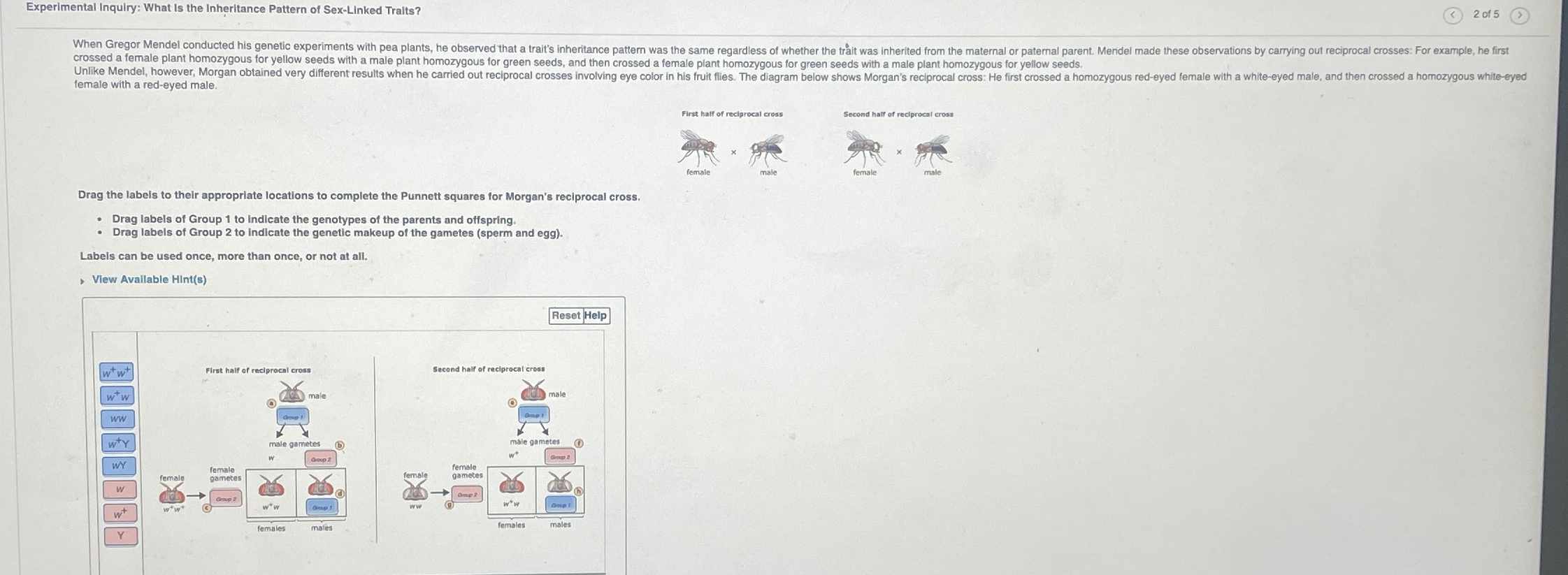 Solved Experimental Inquiry: What is the Inheritance Pattern | Chegg.com