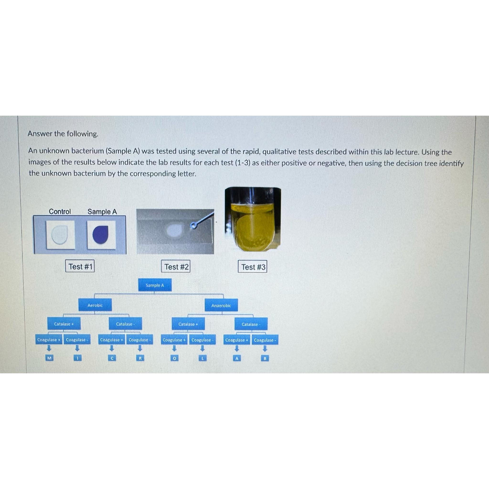 Solved Answer the following.An unknown bacterium (Sample A) | Chegg.com