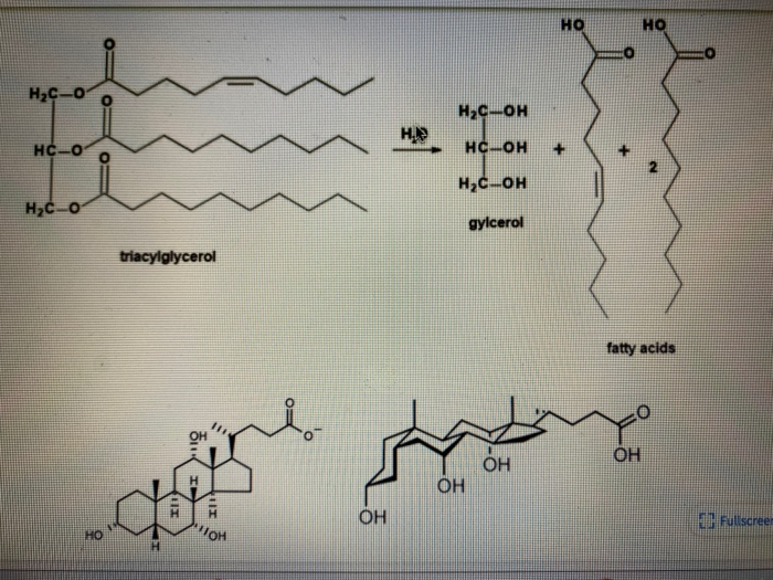 Looking at the side view of the structure of cholic | Chegg.com