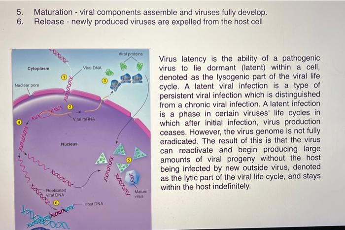 Solved Part 1: Understanding Shingles Case Study: Today's | Chegg.com