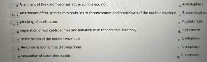 Solved Alignment of the chromosomes at the spindle equator. | Chegg.com