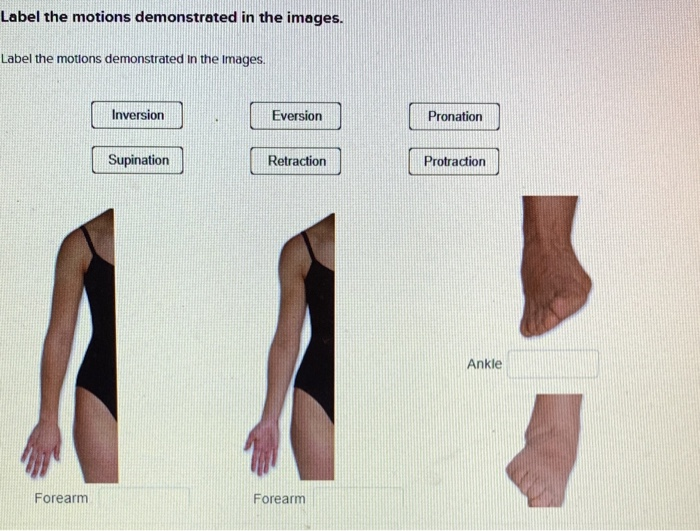 Solved Label the motions demonstrated in the images. Label | Chegg.com