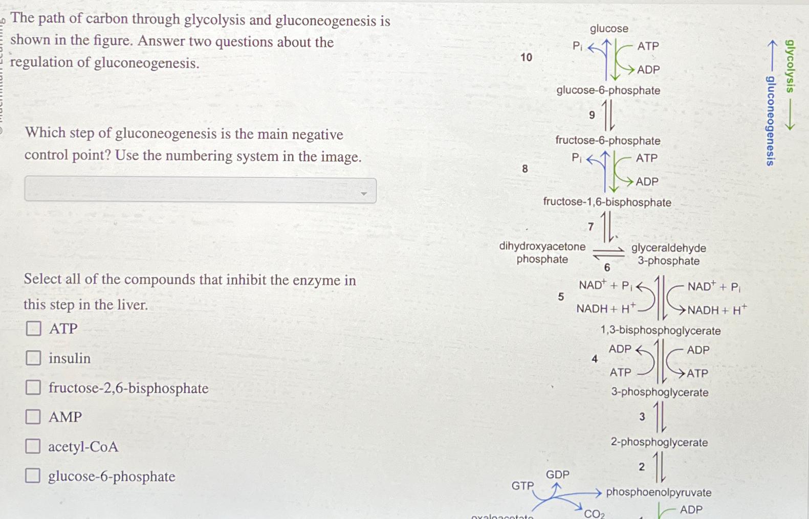 Solved The path of carbon through glycolysis and | Chegg.com