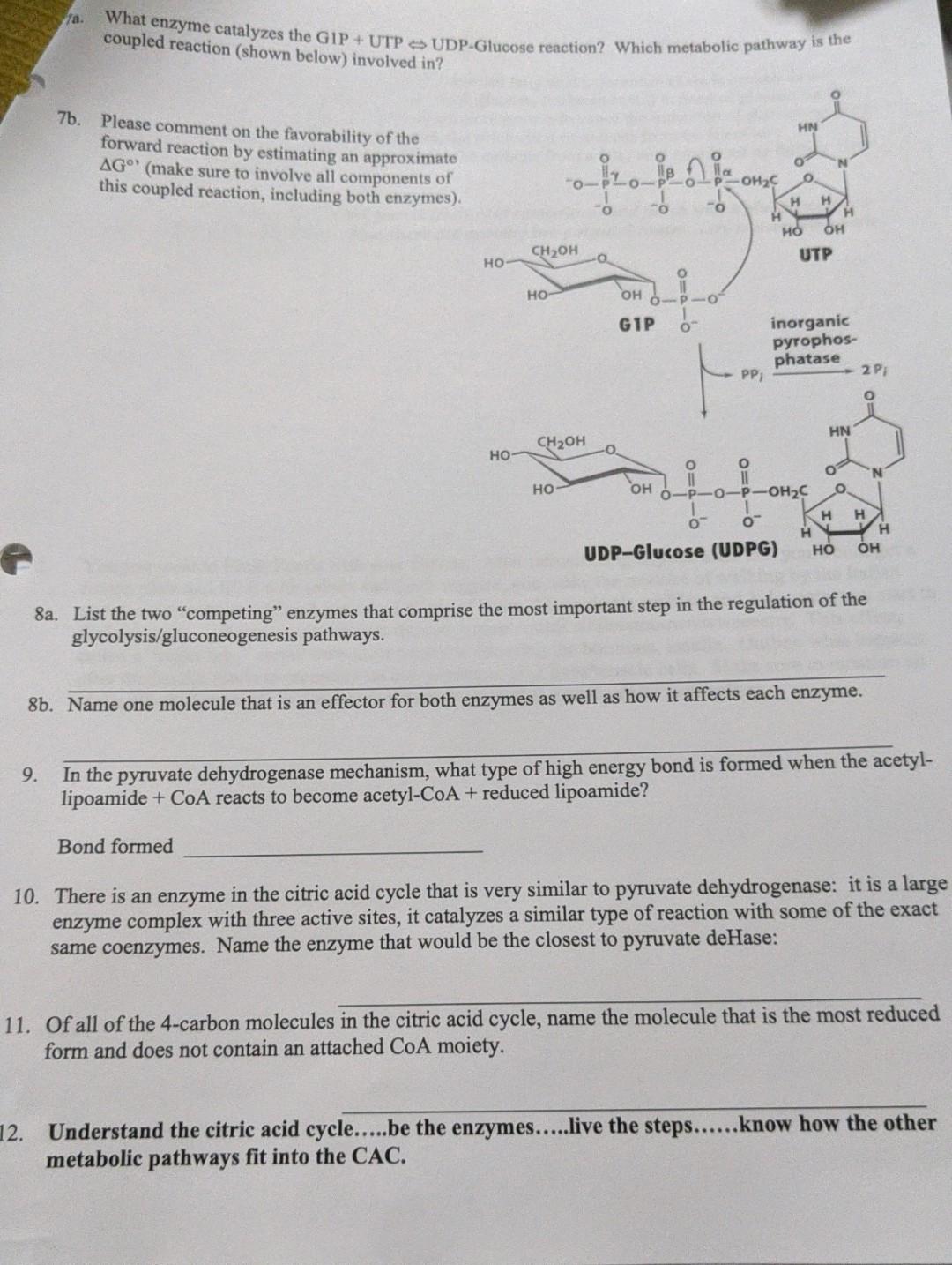 What enzyme catalyzes the GIP + UTP UDP-Glucose | Chegg.com