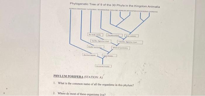 Phylogenetic Tree of 9 of the 30 Phyta in the Kingdom | Chegg.com