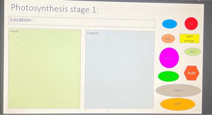 Solved Photosynthesis stage 1 : | Chegg.com