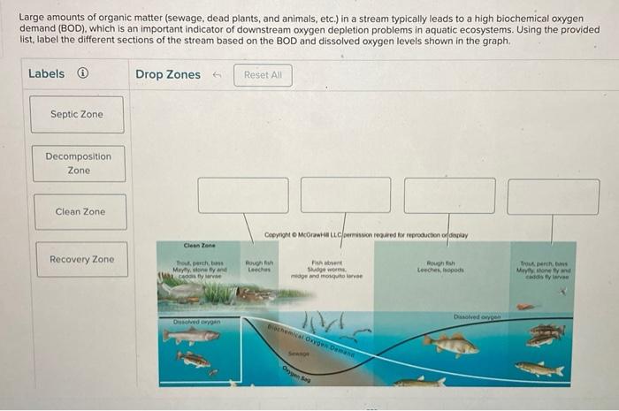 Solved Large amounts of organic matter (sewage, dead plants, | Chegg.com
